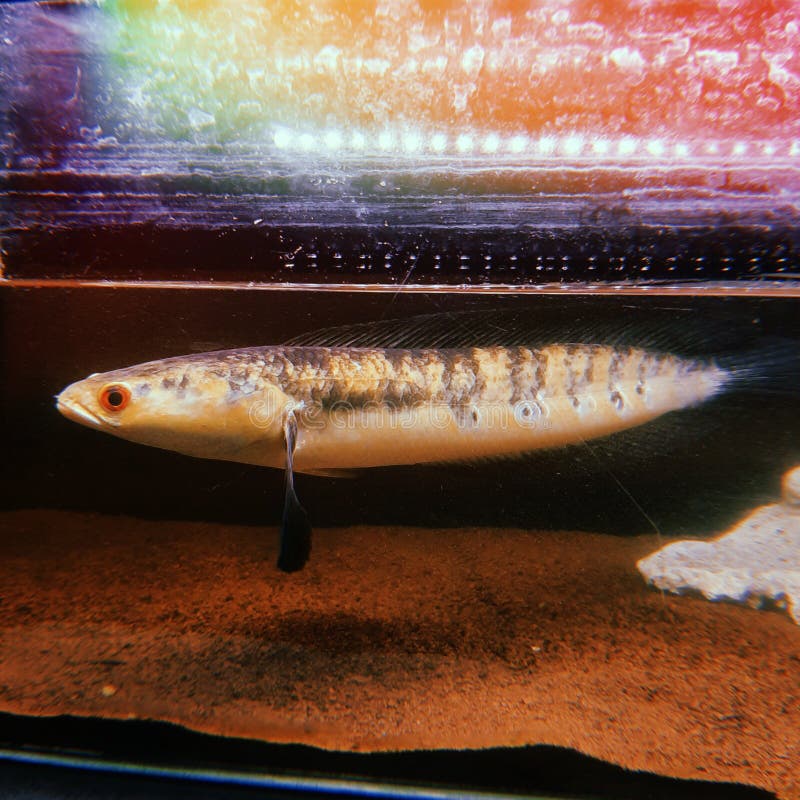 Maruliolides is Famous Fish from Kalimantan. in Kalimantan is Called ...