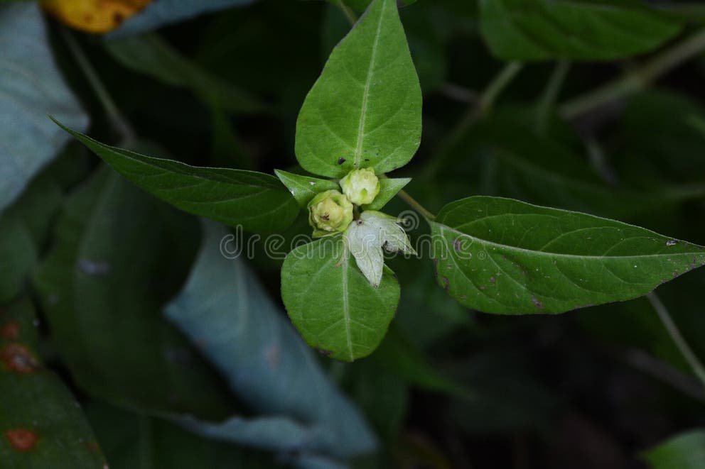 Marvel of Peru ( Mirabilis Jalapa ) Fruits. Stock Image - Image of ...