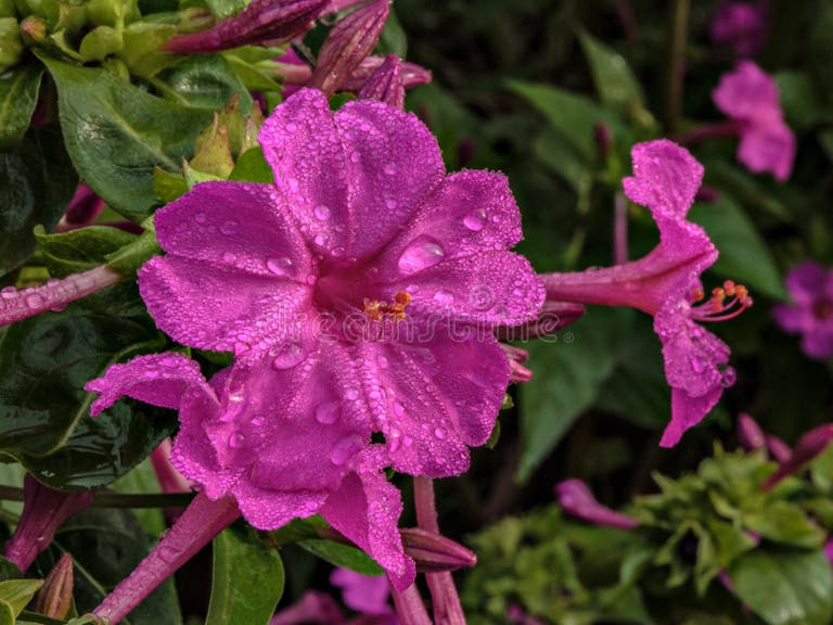 Marvel of Peru stock photo. Image of marvel, diego, bloom - 67081418