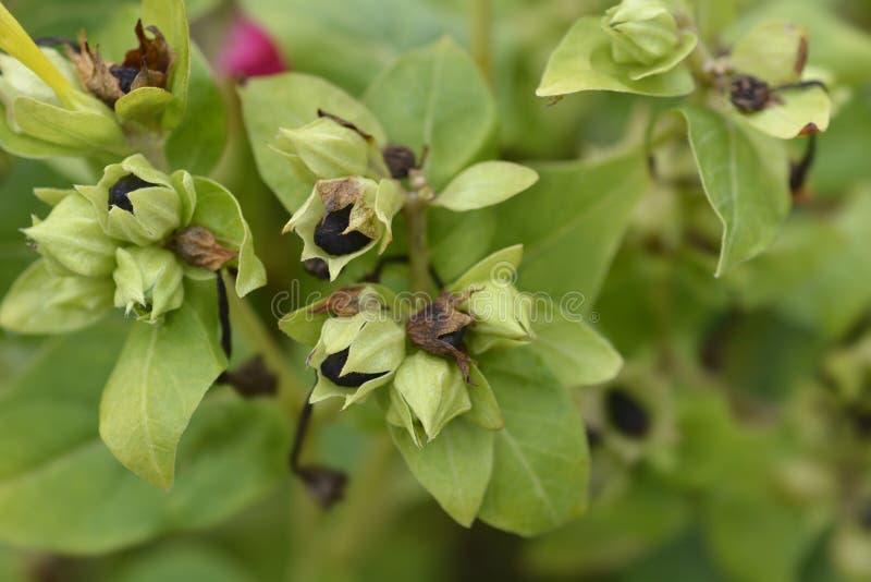 Marvel of Peru stock image. Image of marvel, four, botany - 239911671