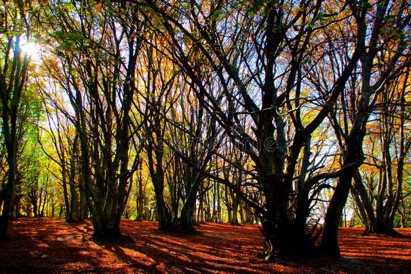 Multiple Trunks of Beech Trees Surrounded by Autumn Foliage in Canfaito ...