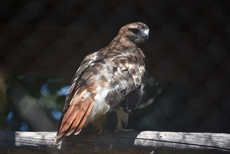 Marvelous Large Red Tail Hawk Ready for Anything Stock Image - Image of ...