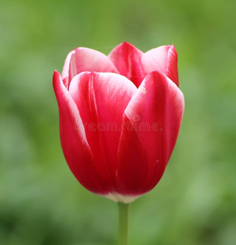 Marvelous red tulip stock image. Image of white, showy - 316630061
