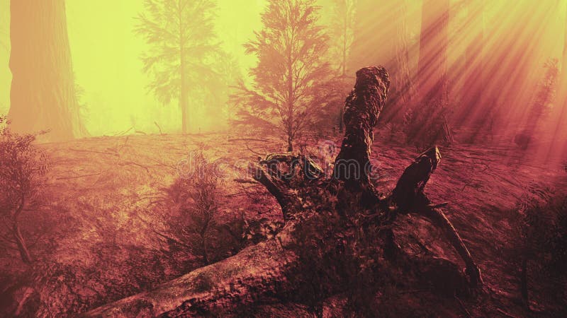 Marvelous Scenery of the Coniferous Forest at the End of Autumn Stock ...