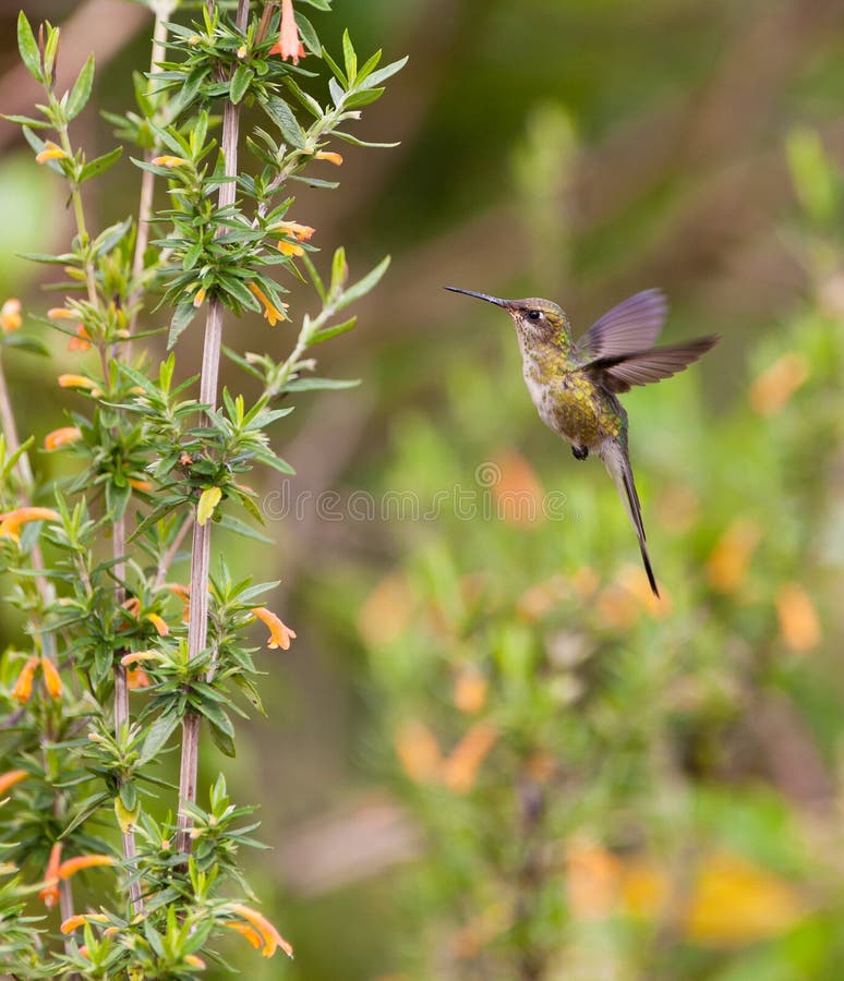 Hummingbird Feeding on a Red Buckeye Stock Image - Image of gardening ...