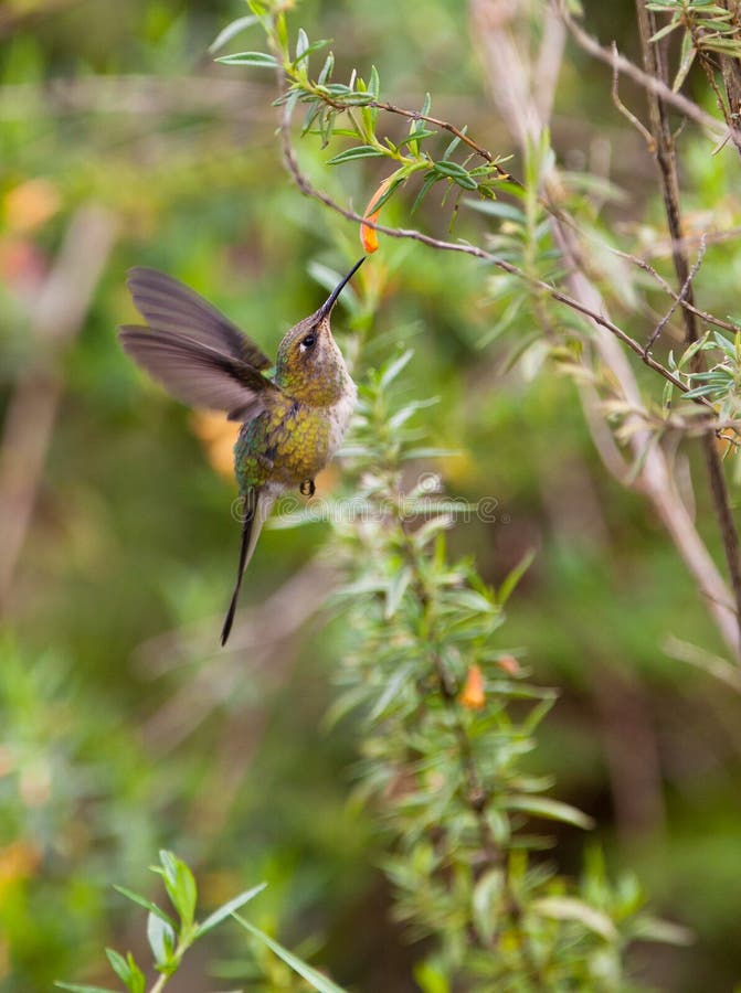 Marvelous Spatuletail Hummingbird Stock Photo - Image of fauna ...