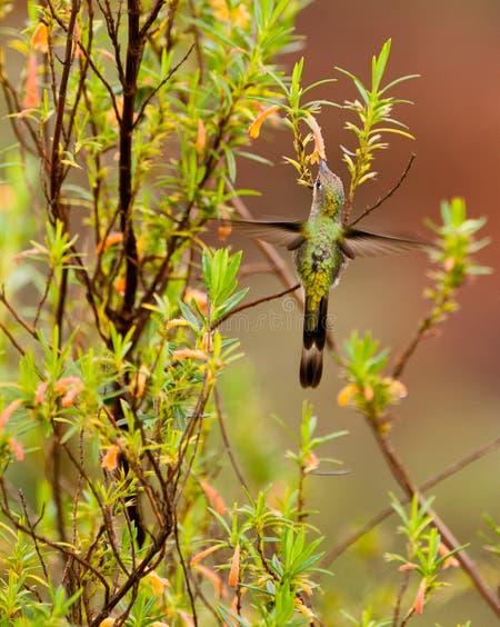 Marvelous Spatuletail Hummingbird Stock Image - Image of flower ...