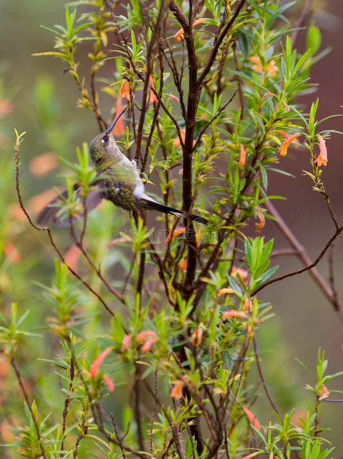 Marvelous Spatuletail Hummingbird Stock Photo - Image of creatures ...