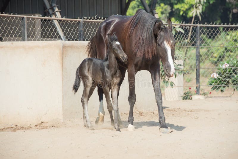 Marwari Black Colt with Mom in Paddock. India Stock Photo - Image of ...
