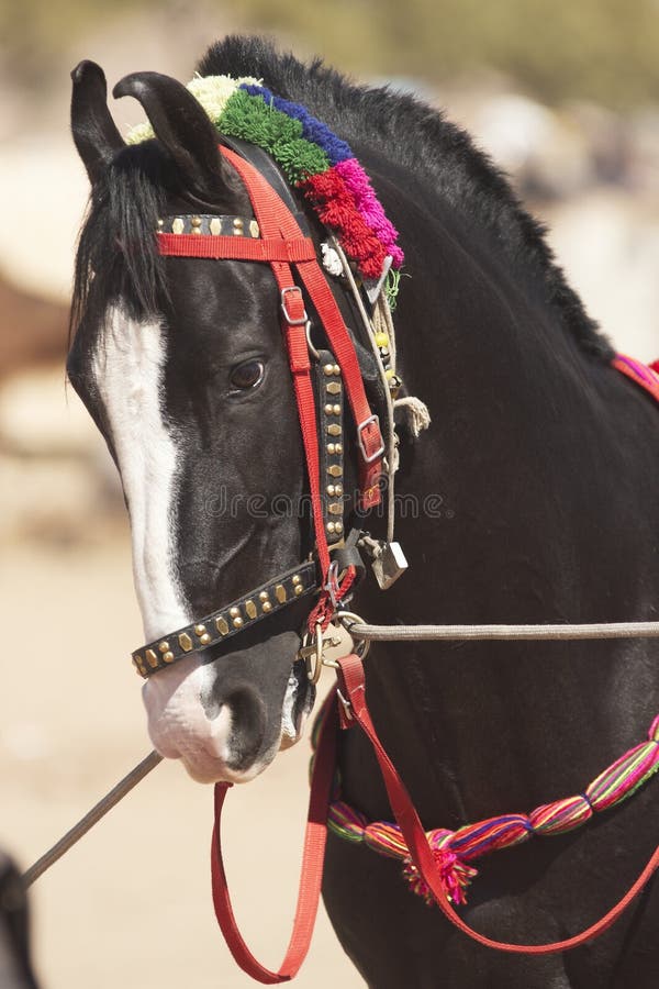 Marwari Horse stock image. Image of marwari, festival - 3810283