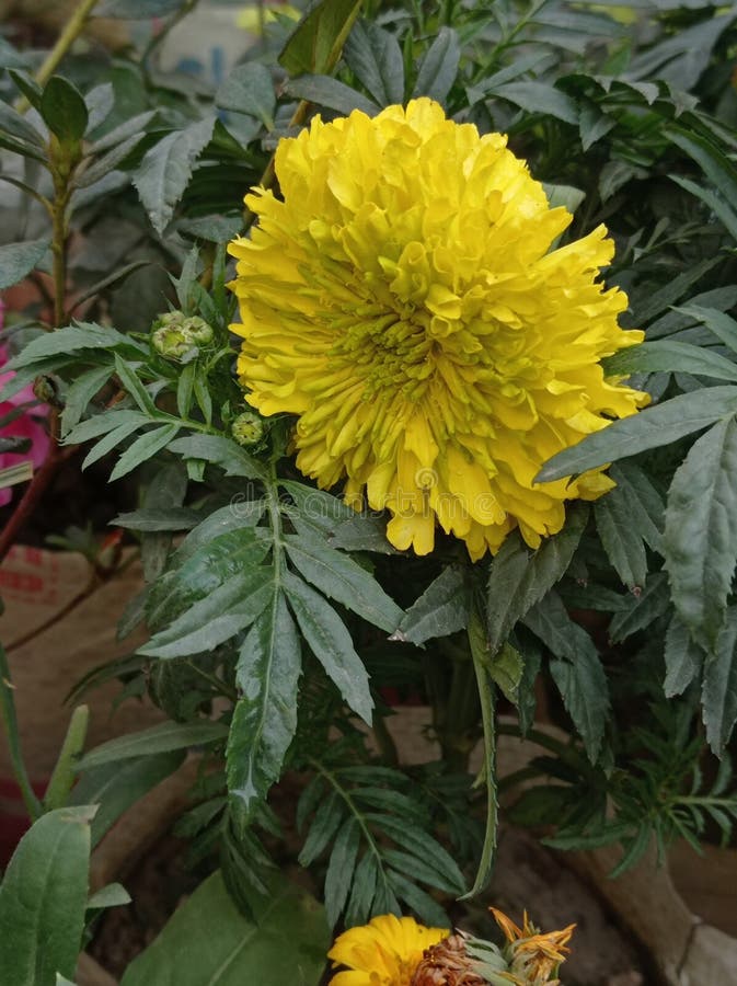 Mary gold flower stock image. Image of types, mary, three - 291618593