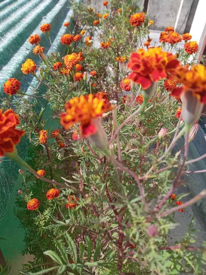 Mary Gold, Yellow Flower in Garden Stock Photo - Image of bouquet ...