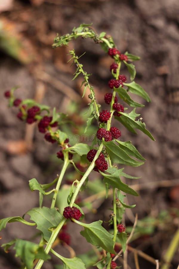 Mary Multifoliate Zhminda Strawberry Spinach (Chenopodium Capitatum ...
