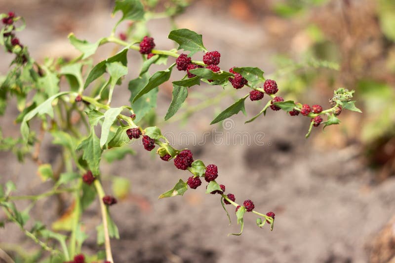 Mary Multifoliate, Zhminda, Strawberry Spinach Chenopodium Capitatum ...