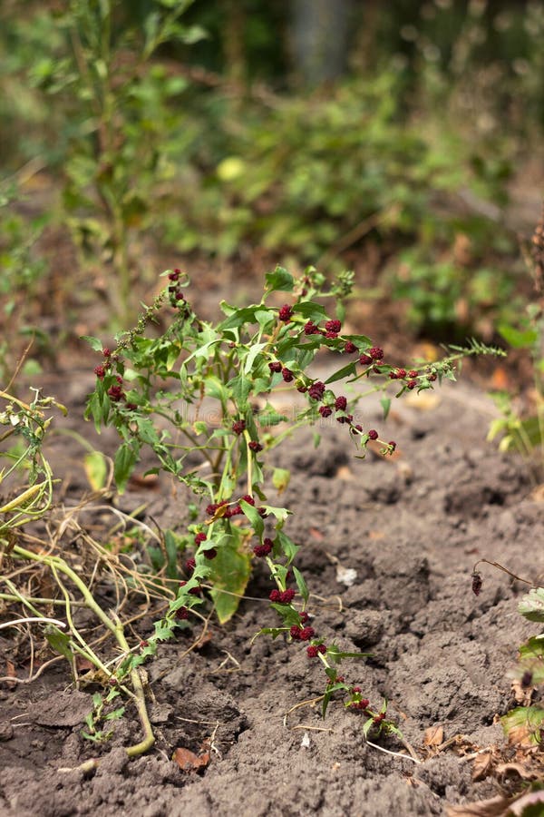 Mary Multifoliate, Zhminda, Strawberry Spinach Chenopodium Capitatum ...
