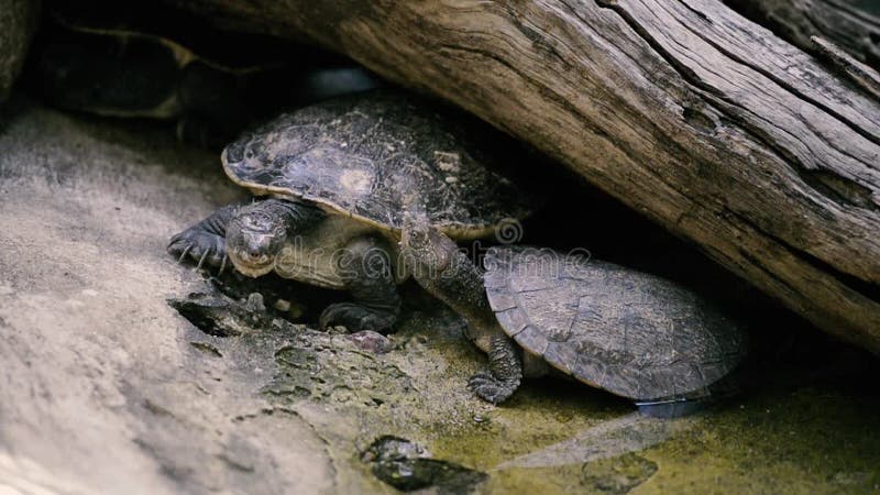 Mary River Turtle stock footage. Video di animale, coperture - 155394646