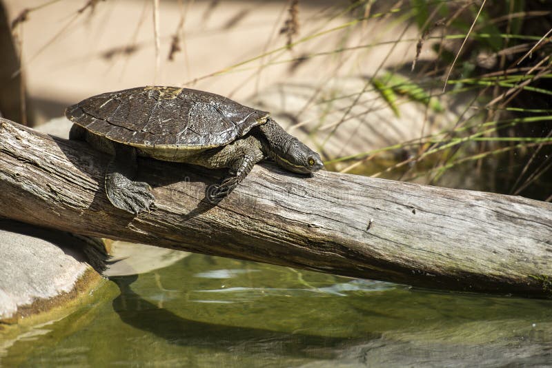 Mary River Turtle stock photo. Image of pond, nature - 149784908