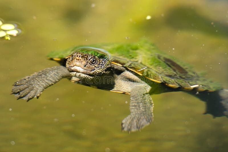 Mary River Turtle stock image. Image of mary, elusor - 166166021