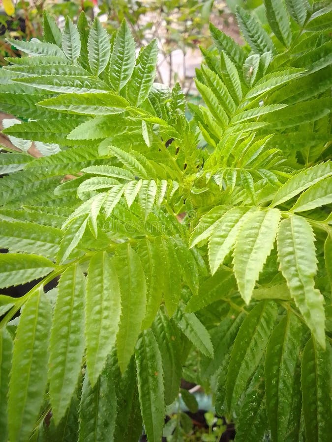 Marygold Flower Tree Stock Photos - Free & Royalty-Free Stock Photos ...