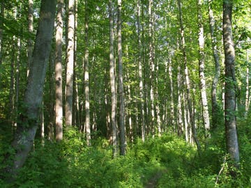 Maryland Forest and Trees stock photo. Image of scenic - 5509698