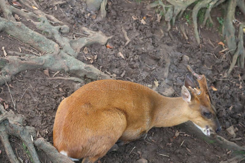 The Golden Deer Lay on the Ground Stock Photo - Image of safari, mammal ...