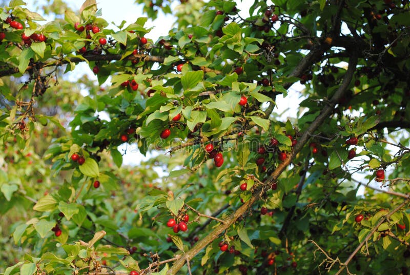 Bacche Rosse Del Corniolo O Corniolo Fotografia Stock - Immagine di ...