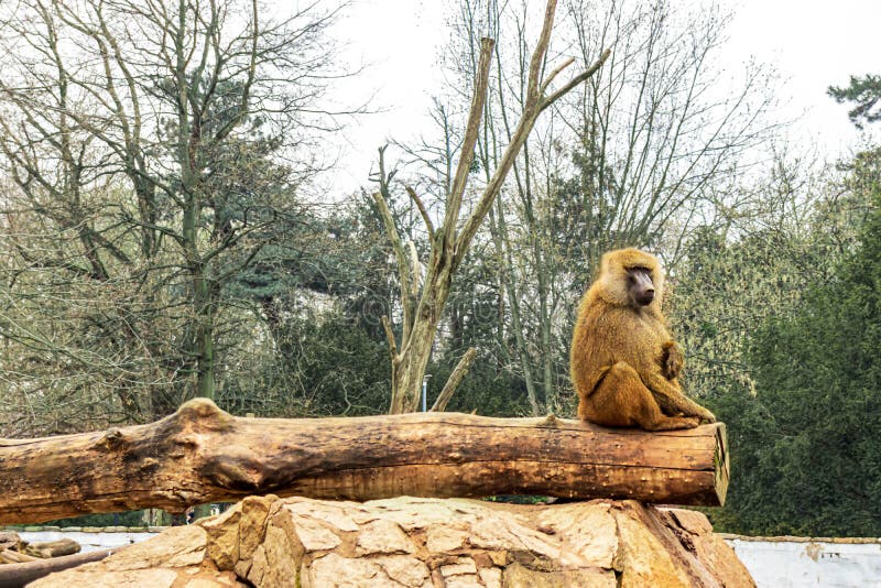 Masai Baboon Yellow Sits on the Edge of a Tree Stock Photo - Image of ...