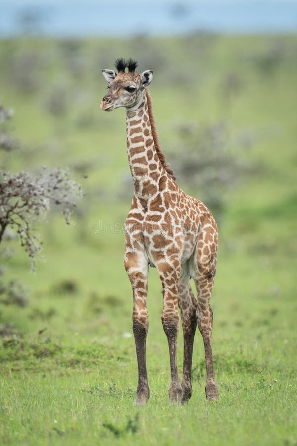 Masai Giraffe Calf Stands on Grassy Plain Stock Photo - Image of ...