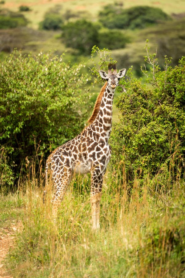Masai Giraffe Calf Stands in Tall Grass Stock Image - Image of exterior ...