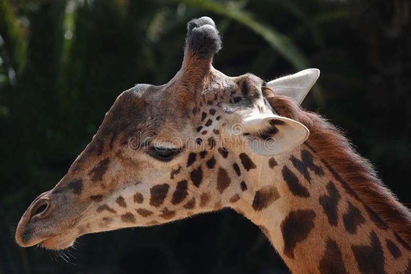 Masai Giraffe Face Closeup during the Day Stock Image - Image of safari ...