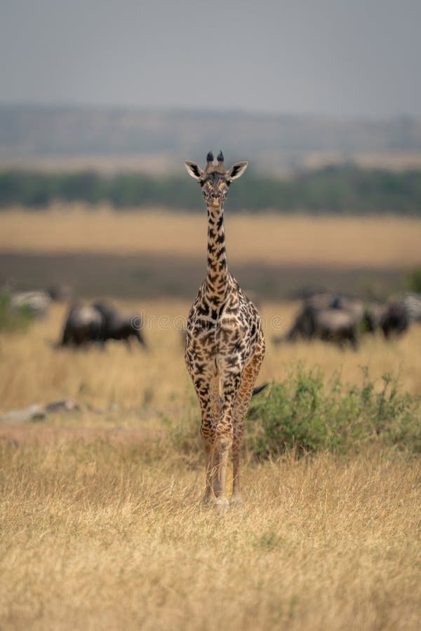 Masai Giraffe Faces Camera Near Blue Wildebeest Stock Photo - Image of ...