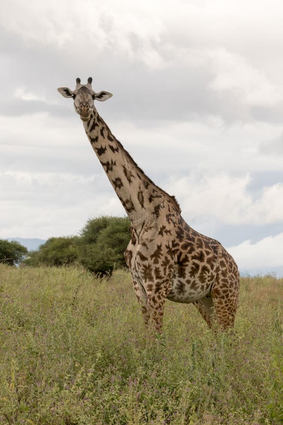 Masai Giraffe Giraffe with Very Different Pattern Stock Image - Image ...
