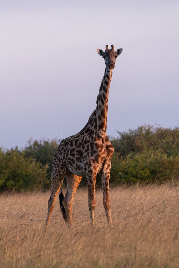 Masai Giraffe Stands in Grass Facing Camera Stock Photo - Image of ...