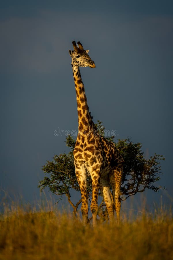 Masai Giraffe Stands Watching Camera by Bush Stock Photo - Image of ...