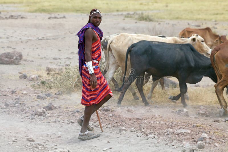 Masai man and cattle editorial image. Image of people - 22480675