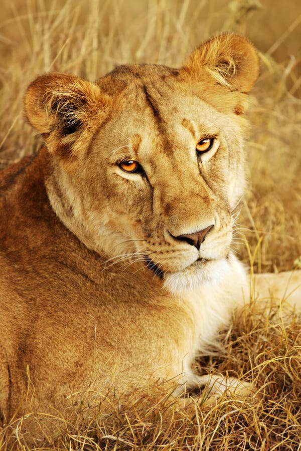Masai Mara Lion stock photo. Image of female, nature - 19227862