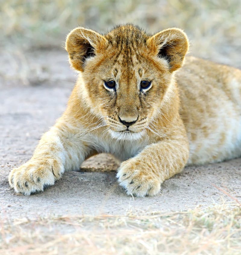 Masai Mara Lions stock image. Image of beasts, savanna - 58814233