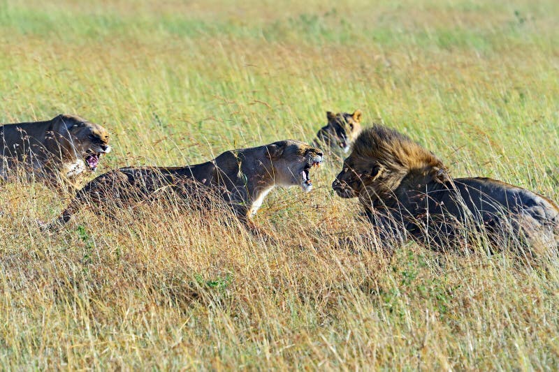 Masai Mara Lions stock photo. Image of carnivore, habitat - 59685646