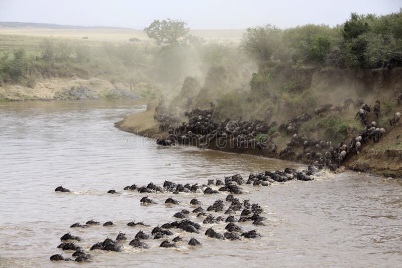 Masai Mara river crossing stock photo. Image of danger - 24934920