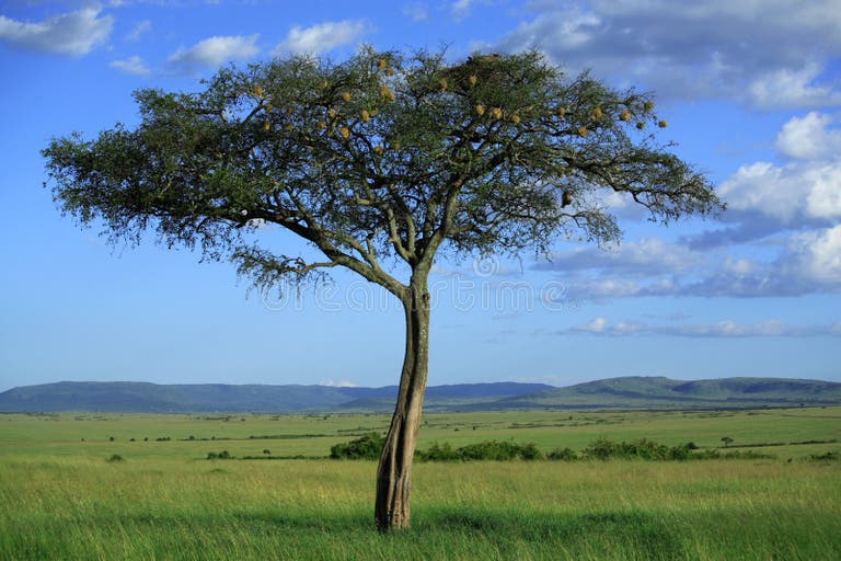 Masai Mara tree stock photo. Image of hills, grass, blue - 1902884