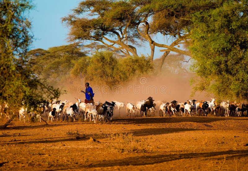 688 African Shepherd Photos - Free & Royalty-Free Stock Photos from ...