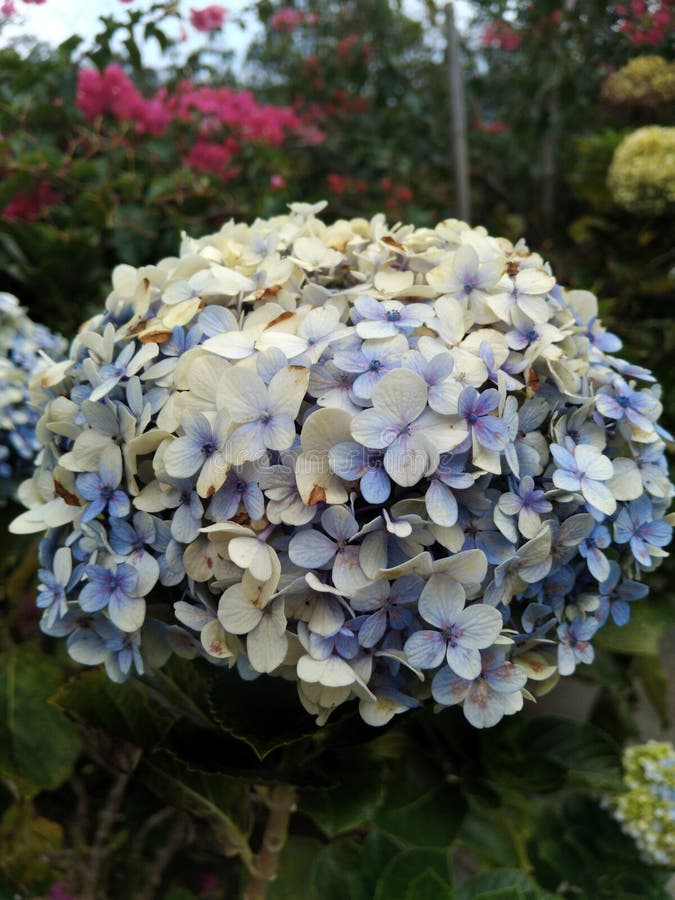 Masamba flowers stock photo. Image of masamba, flower - 341363832