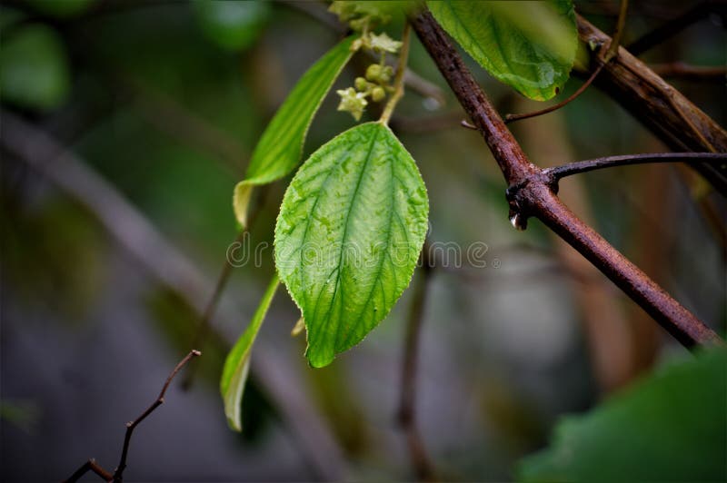 Masan tree leave stock photo. Image of tree, leave, masan - 258776078