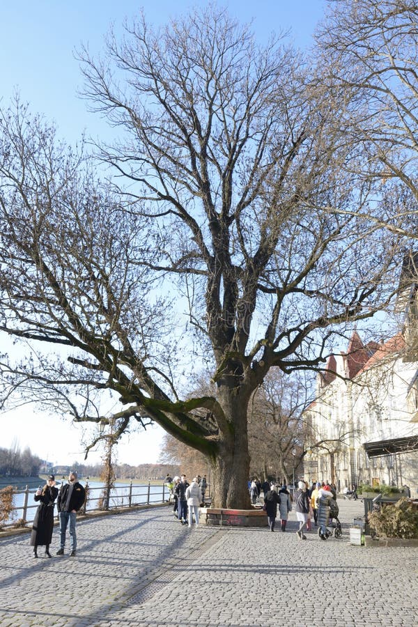 Masaryk Ash Tree. the Oldest Ash in Ukraine. Growing in Uzhgorod ...