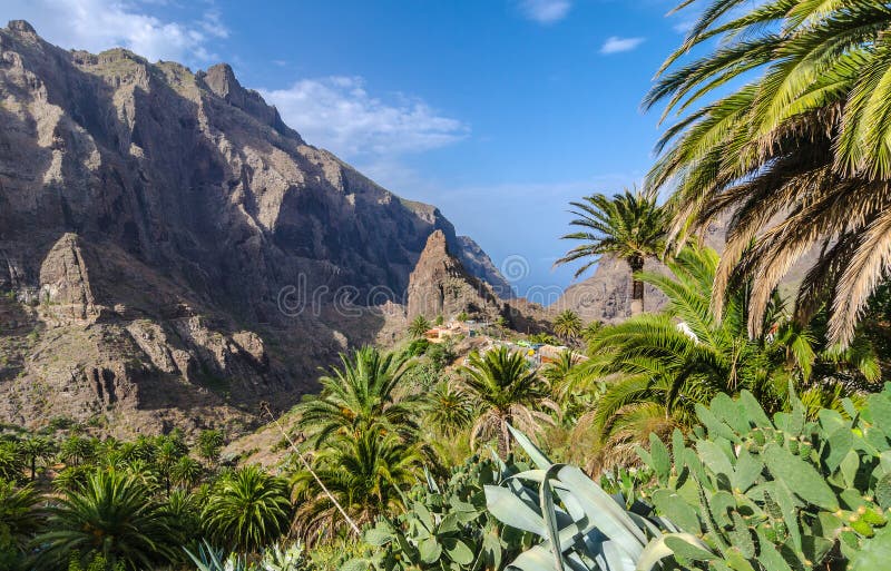 Masca Gorge Op De Canarische Eilanden Van Tenerife Spanje. Gele Bloemen ...