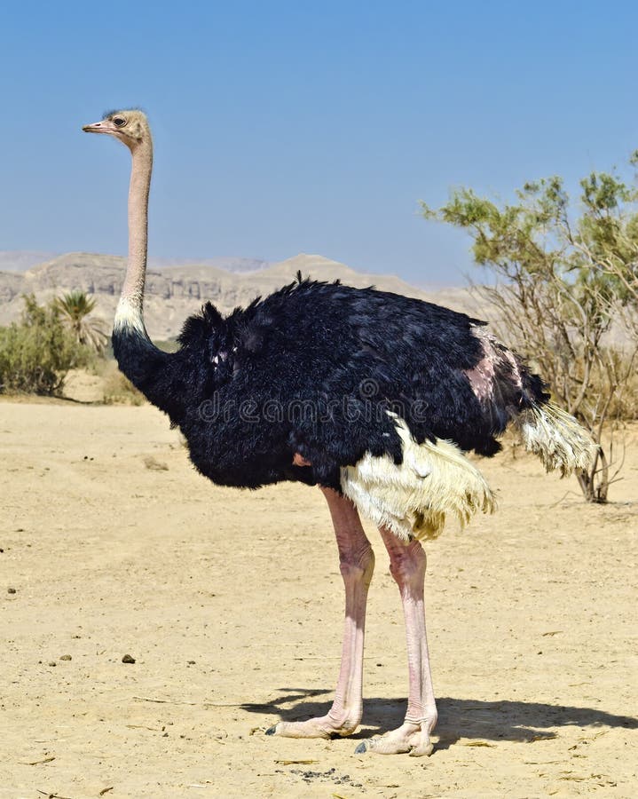 Maschio Adulto Dello Struzzo Africano (camelus Dello Struthio) Immagine ...