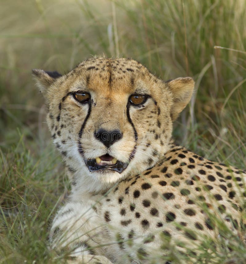 Maschio del ghepardo fotografia stock. Immagine di orientale - 18982532