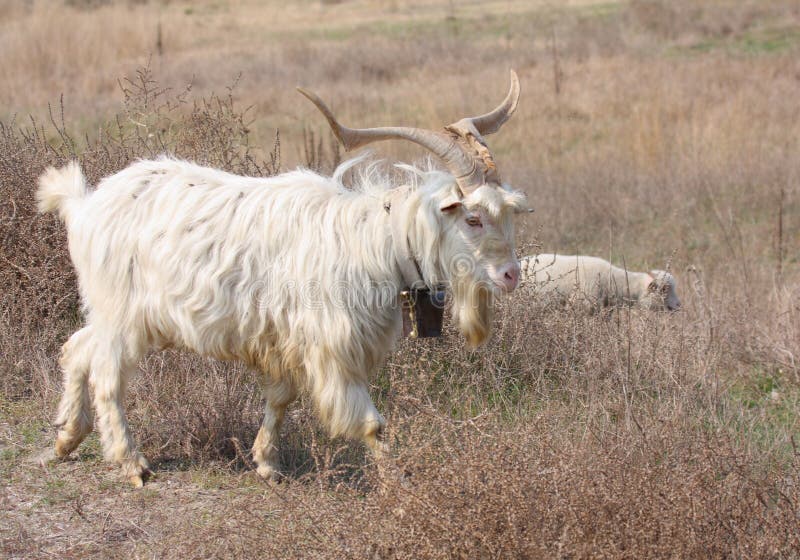 Maschio della capra fotografia stock. Immagine di campo - 14523636