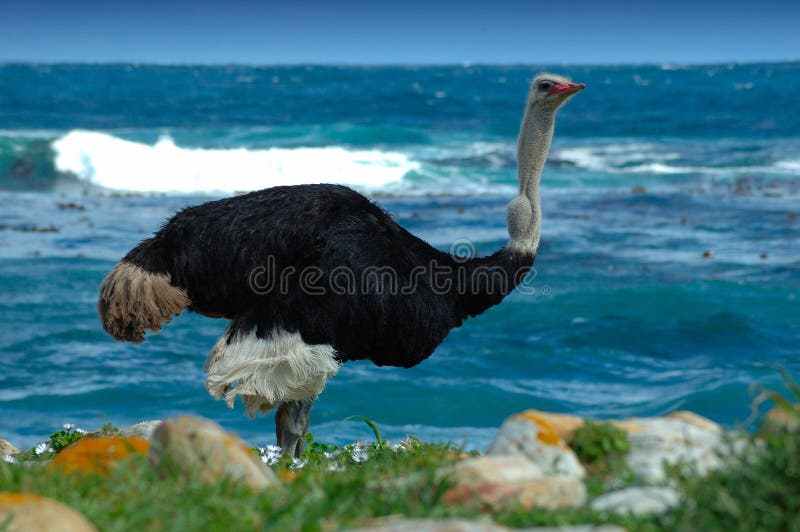 Struzzo Maschio (Struthio Camelus) Fotografia Stock - Immagine di ...