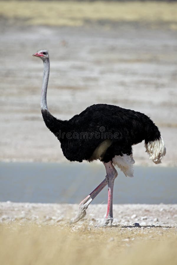 Maschio Dello Struzzo Che Mostra Bianco in Ali Fotografia Stock ...